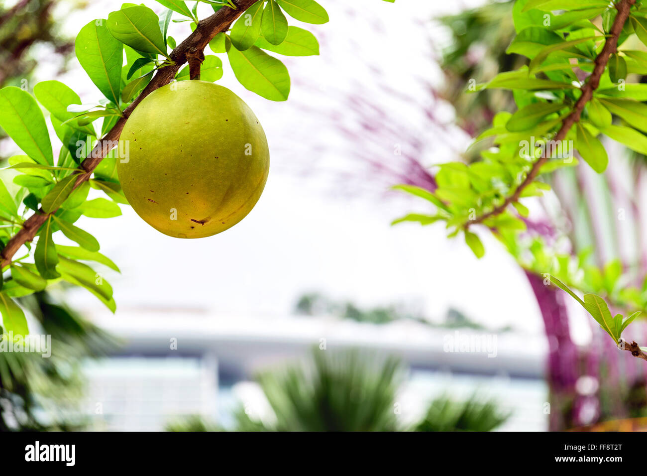Fruit cerbera hi-res stock photography and images - Alamy
