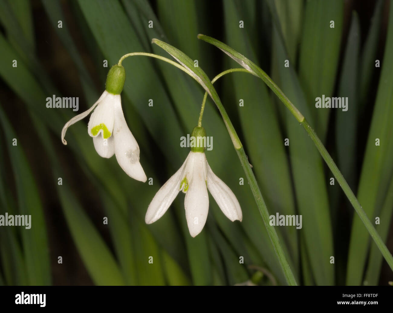 English snowdrops hi-res stock photography and images - Alamy