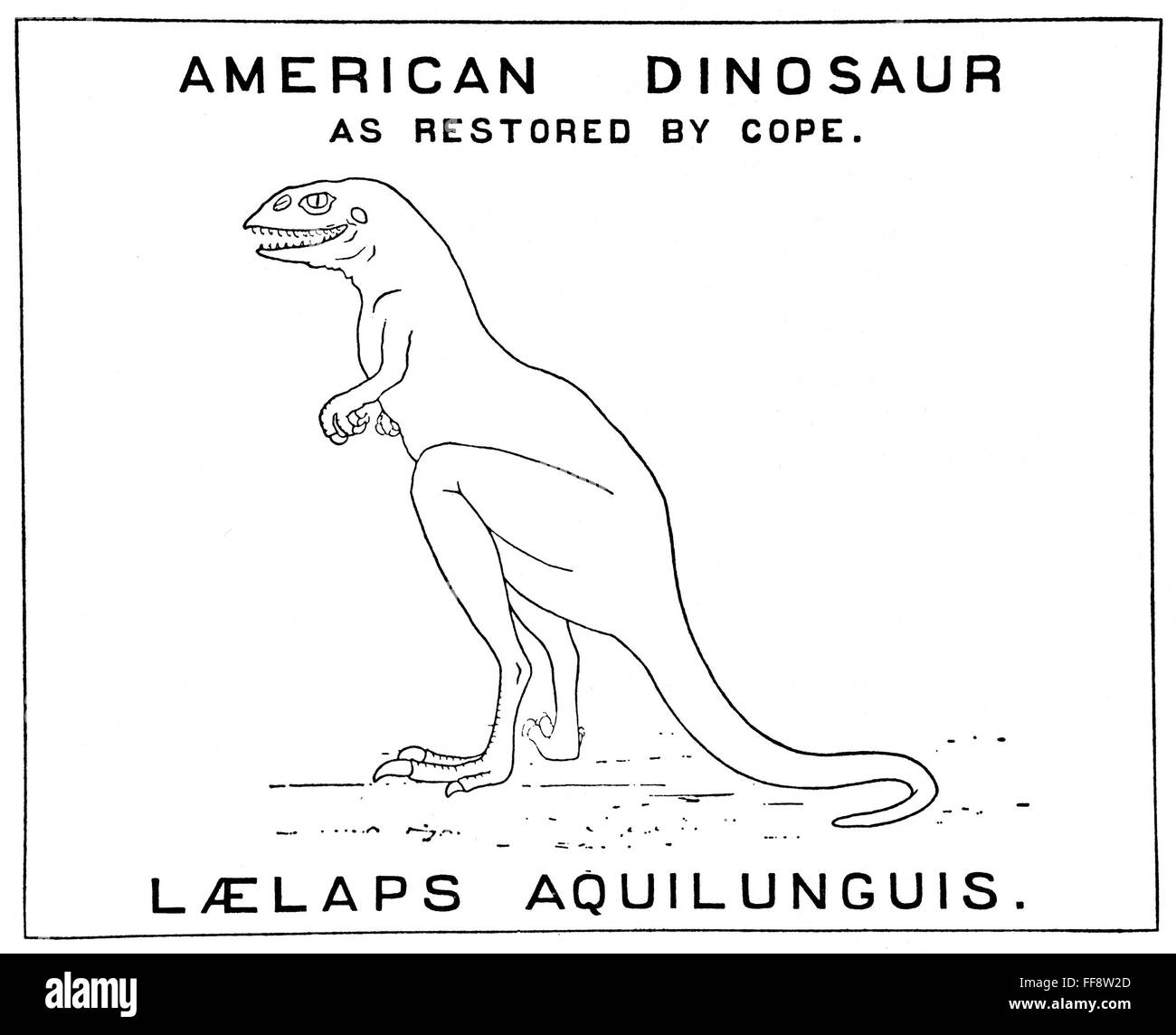 DINOSAUR: DRYPTOSAURUS. /nDryptosaurus, formerly known as Laelaps ...