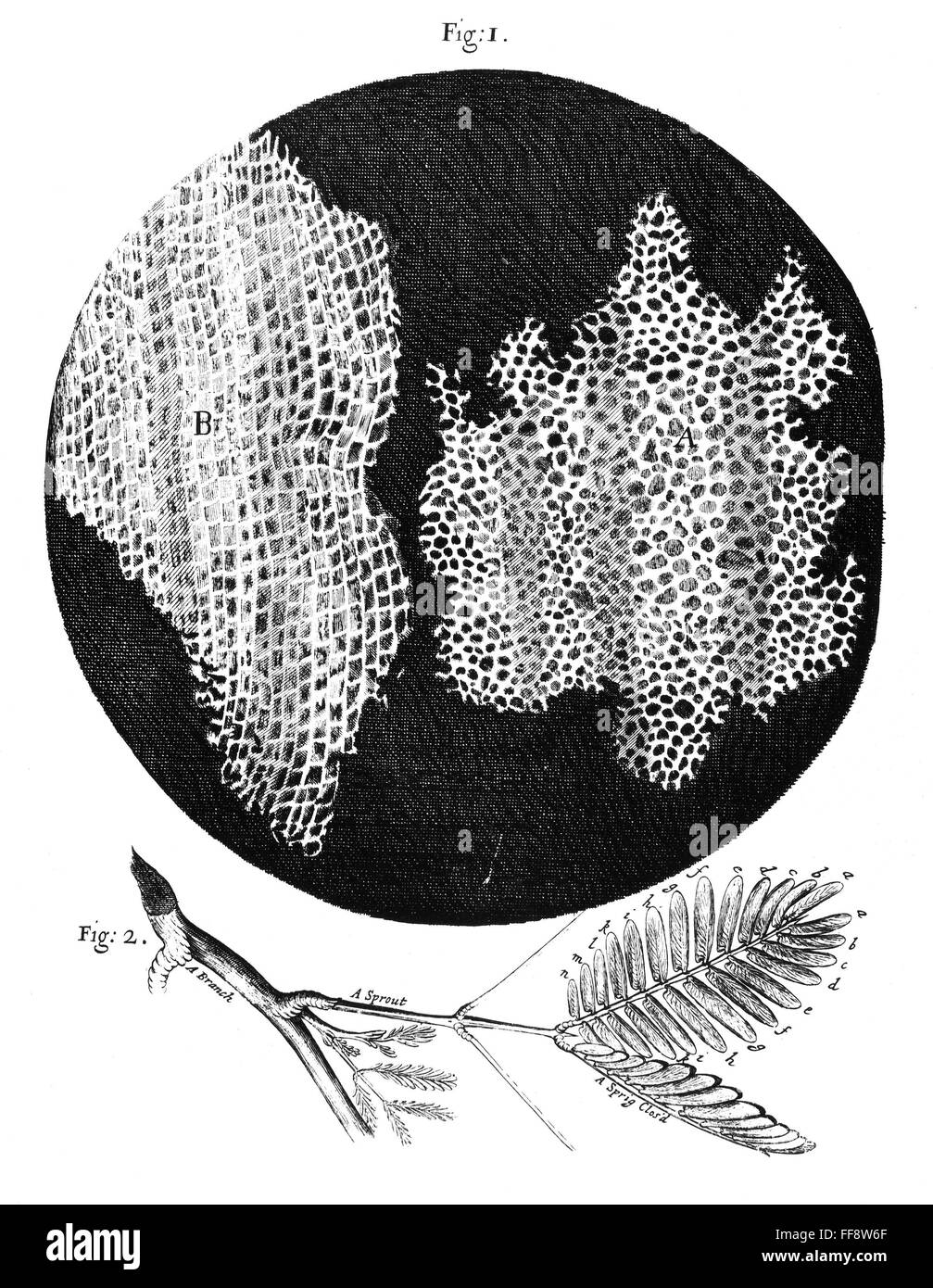 Robert Hooke Micrographia Cell Black And White Stock Photos Images robert-hooke-micrographia-cell-black-and-white-stock-photos-images