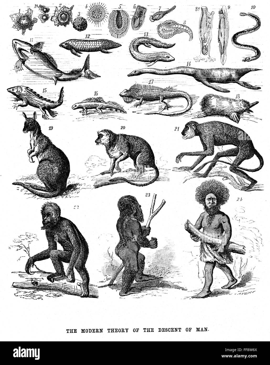 EVOLUTIONARY CHART, 1876. /nThe Modern Theory of the Descent of Man ...