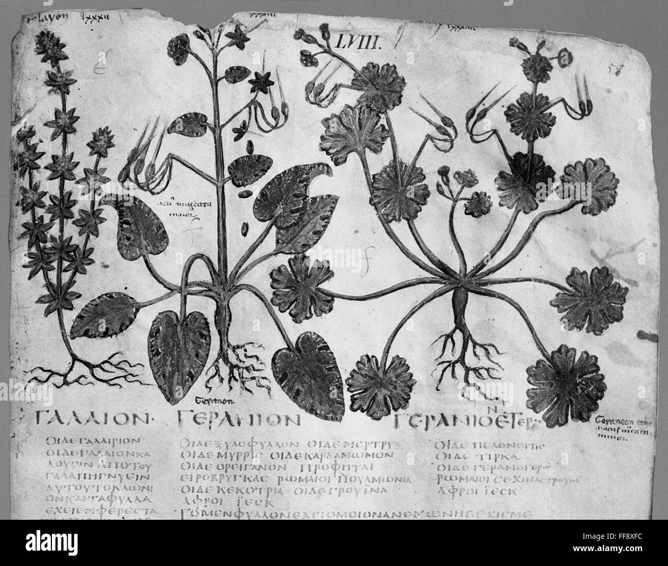 BOTANY: HERBAL PLANTS. /nLady's bedstraw (left), cranesbill (center ...