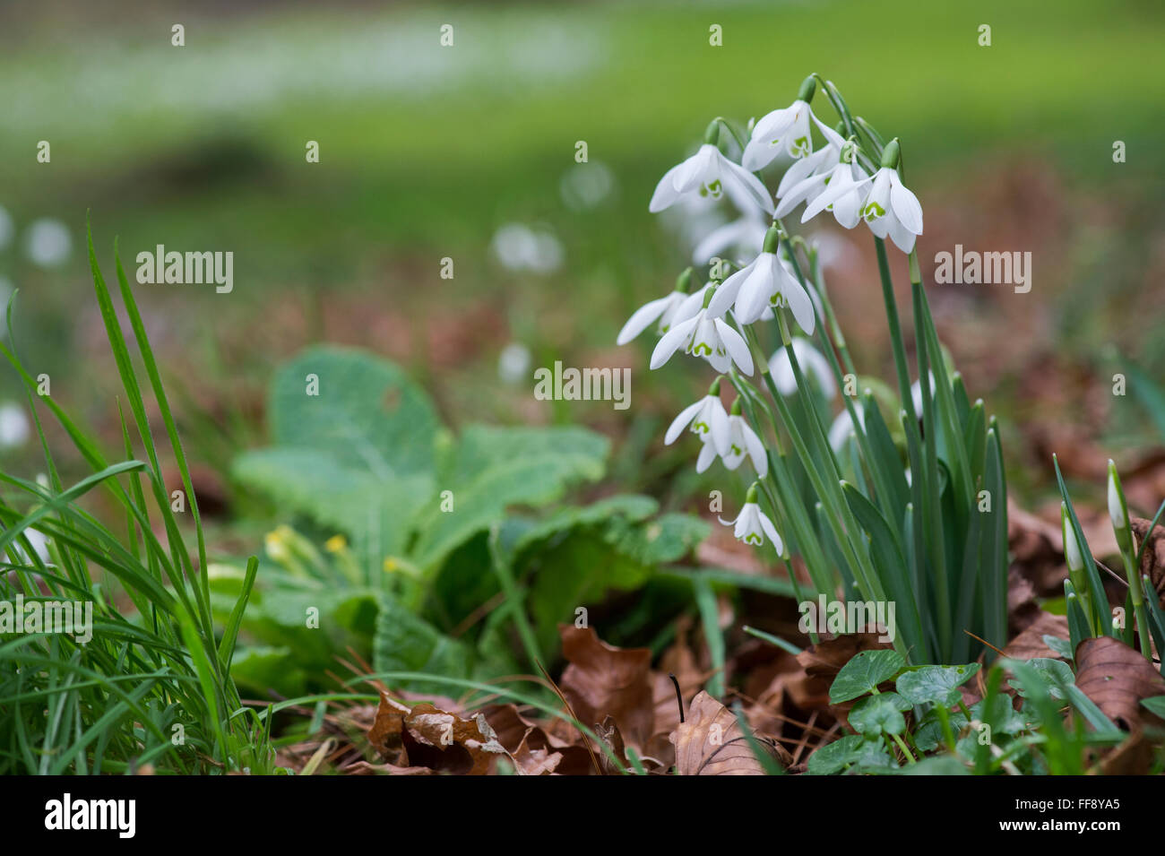 Snowdrops flower leaves hi-res stock photography and images - Alamy