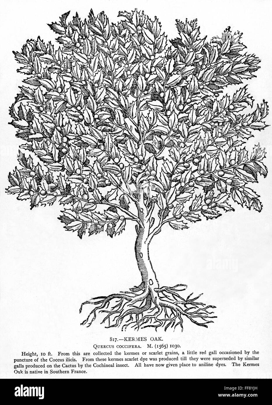 KERMES OAK TREE. /n(Quercus coccifera). Native to Southern France. The ...