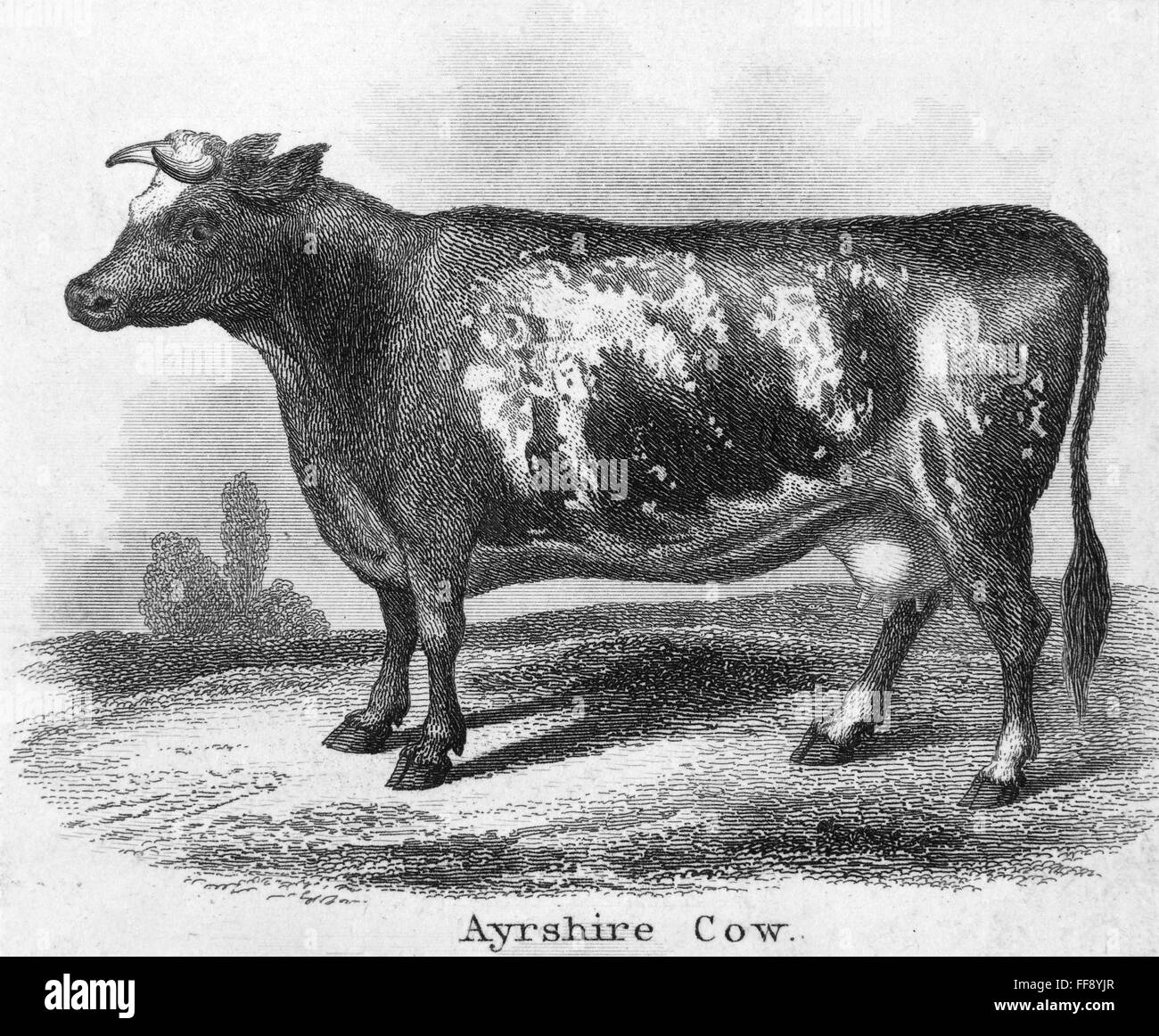 CATTLE, 19th CENTURY. /nAyrshire (dairy) cow. Steel engraving, 19th ...