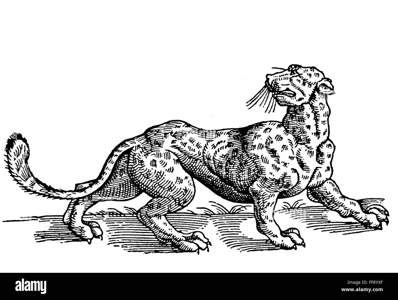 LEOPARD. /nWoodcut, 17th century Stock Photo - Alamy