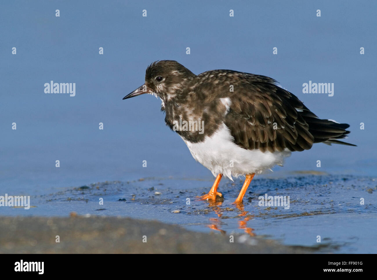 Ruddy turnstone (Arenaria interpres) in non-breeding plumage with ...