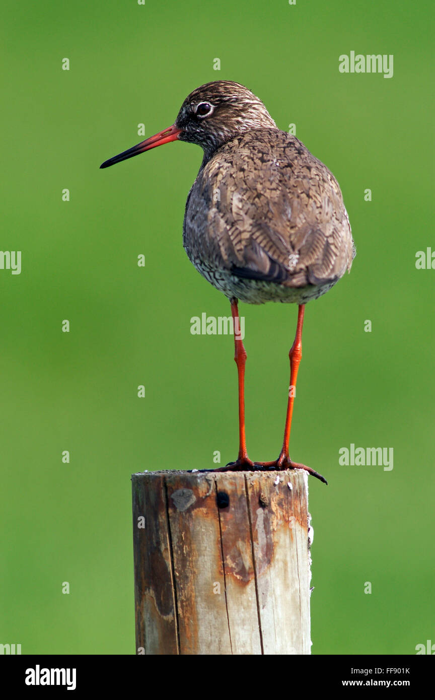 Common redshank (Tringa totanus) in breeding plumage perched on fence ...