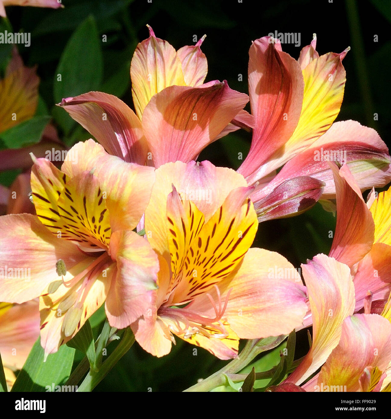 Alstromeria. Flowers in a garden setting Stock Photo - Alamy