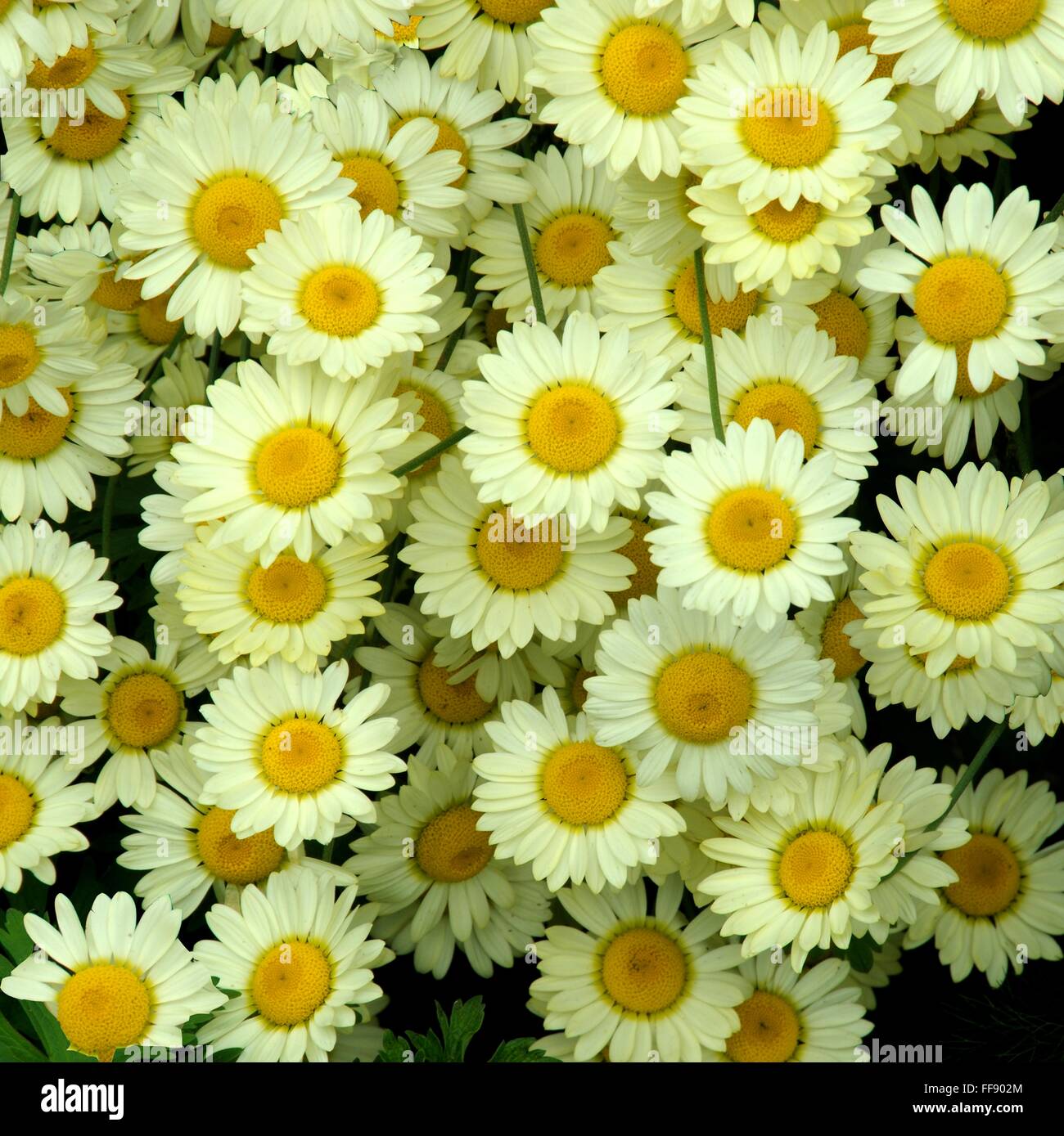 Yellow Daisies. Garden flowers both in close up and in growing ...