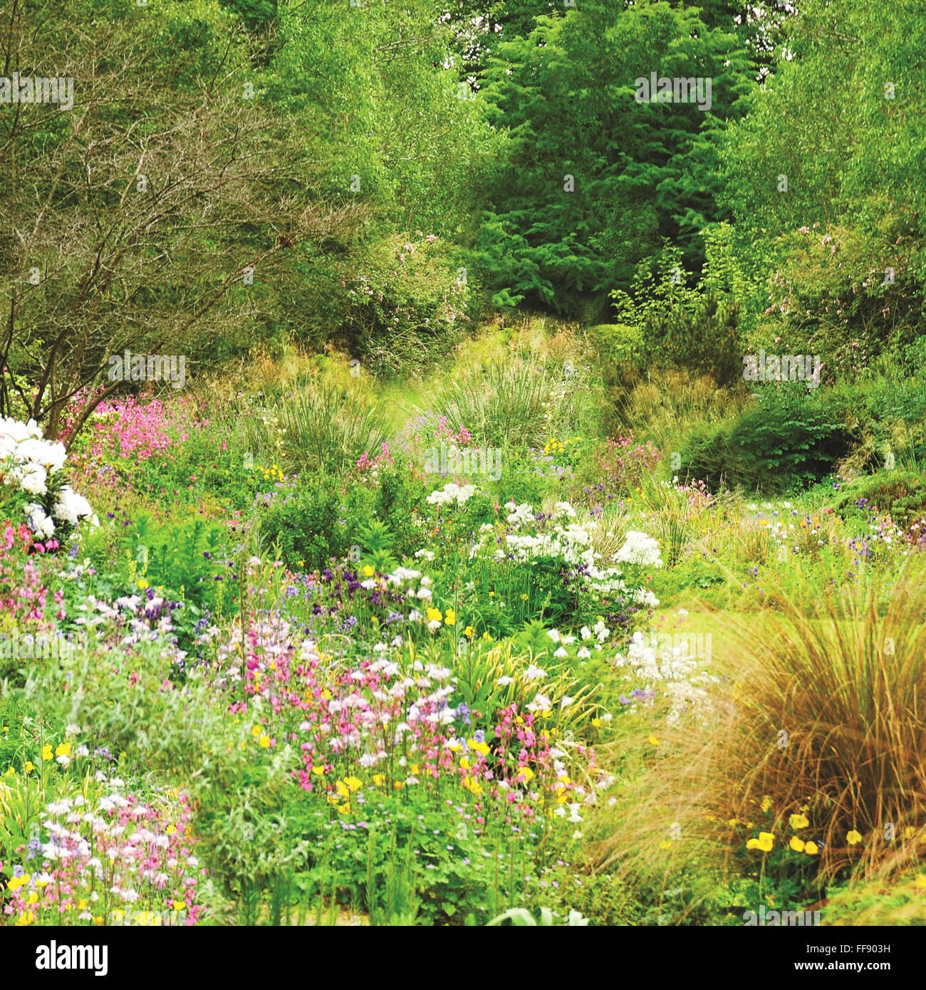 Garden in bloom. Flowers in a garden setting Stock Photo - Alamy