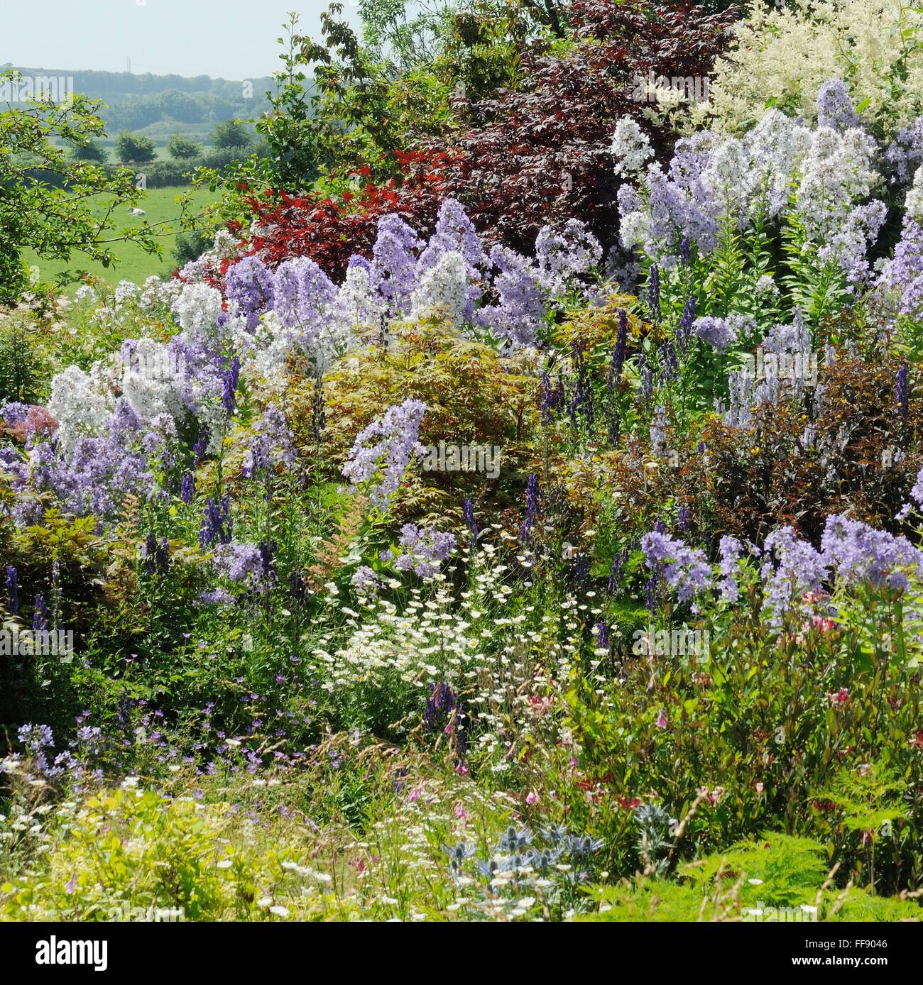 Garden in bloom. Flowers in a garden setting Stock Photo - Alamy
