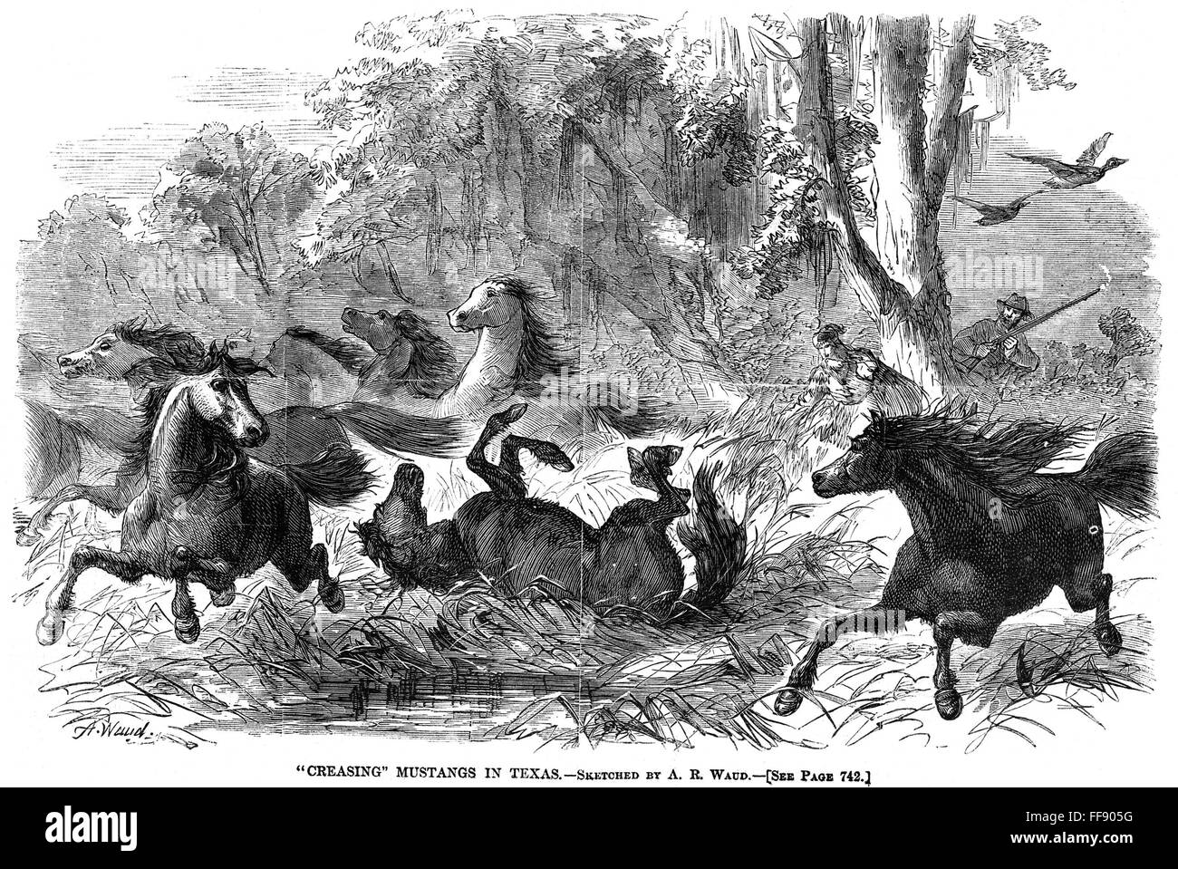 HORSES: MUSTANGS, 1868. /nFrontiersmen in Texas catching mustangs by ...