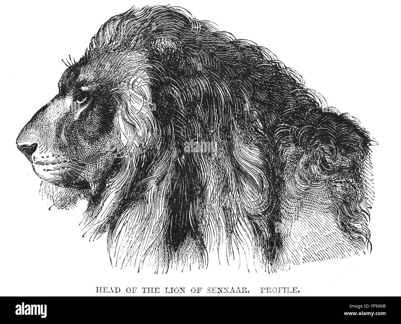 Lion engraving profile hi-res stock photography and images - Alamy