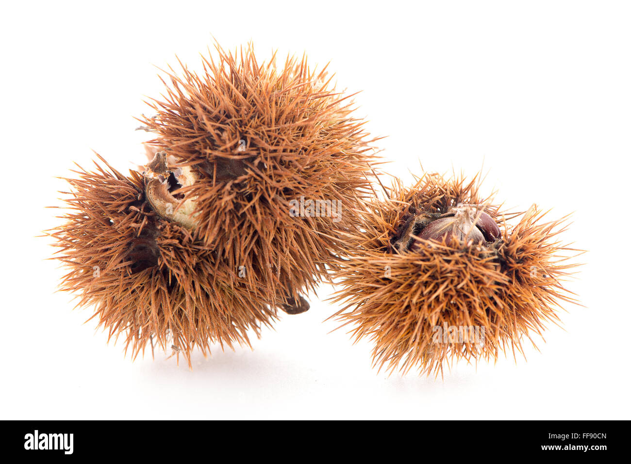 Chestnuts with shell isolated on white background Stock Photo - Alamy