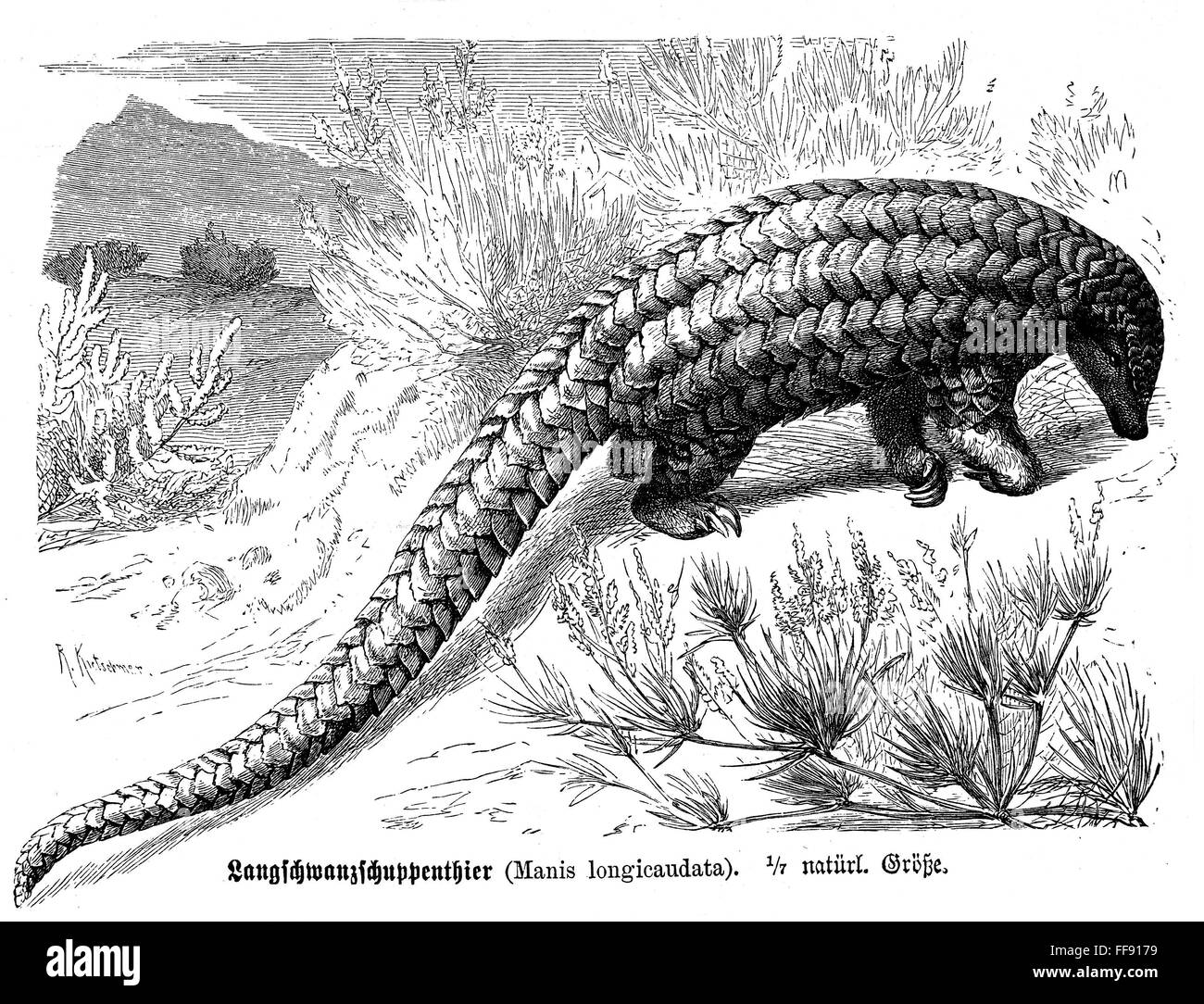 PANGOLIN. /nPangolin (Manis longicaudata). Wood engraving, German, 19th ...