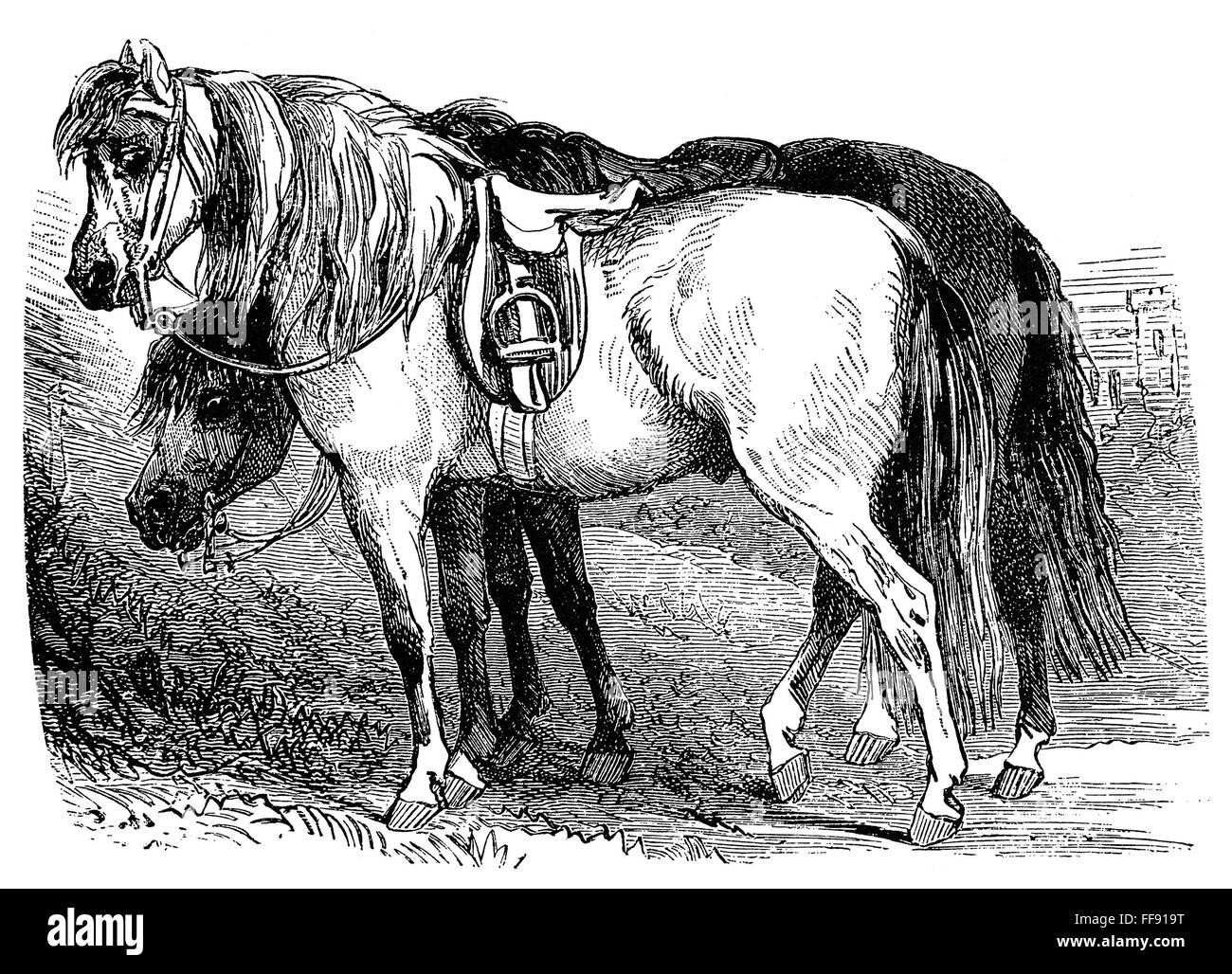 SHETLAND PONIES. /nWood engraving, English, 19th century Stock Photo - Alamy