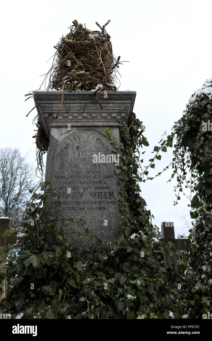 Bird's nest on top of a tombstone covered in ivy, snow covered cemetery ...