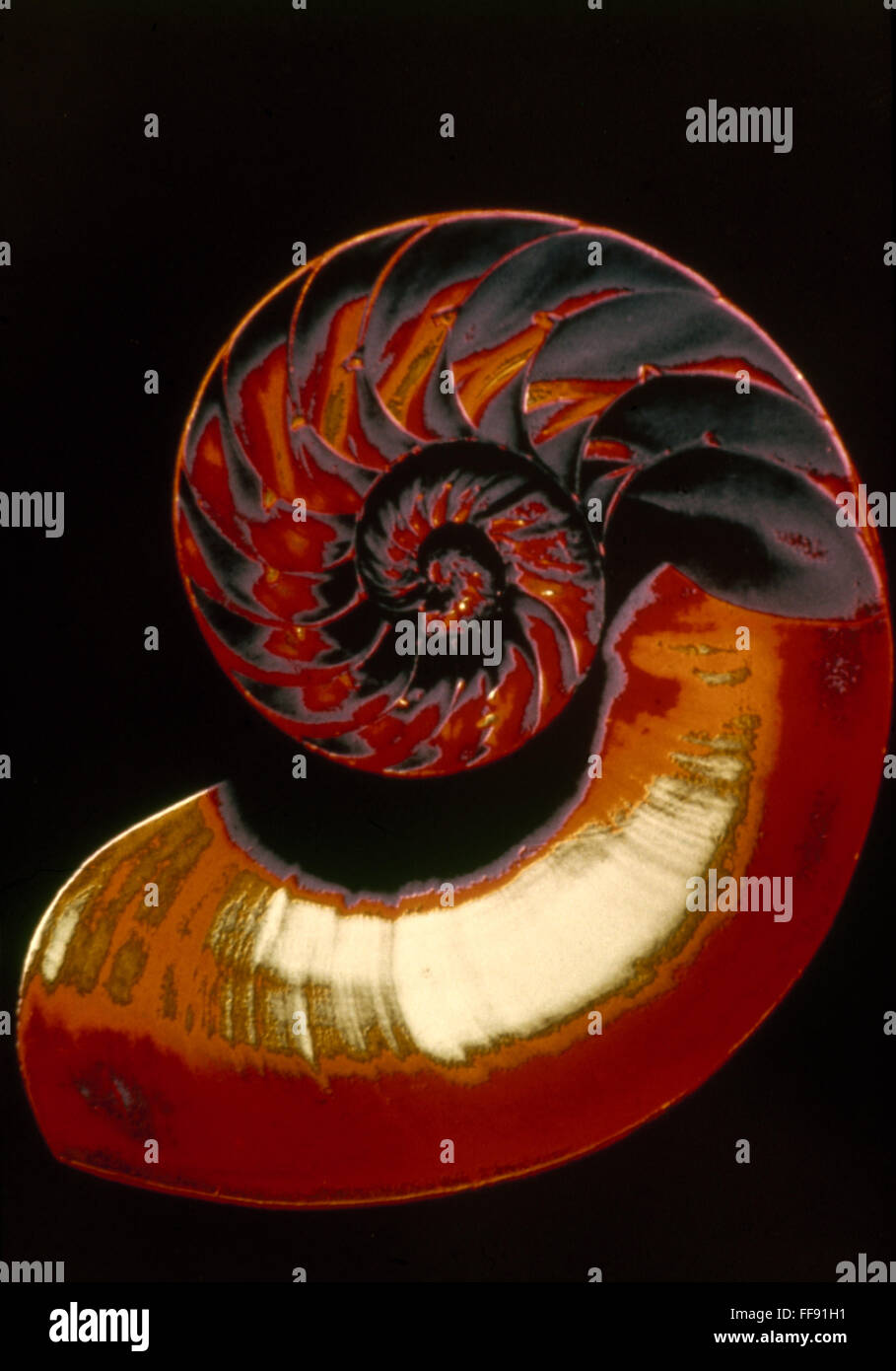 NAUTILUS. /nCross-section of nautilus photographed by polarized light ...