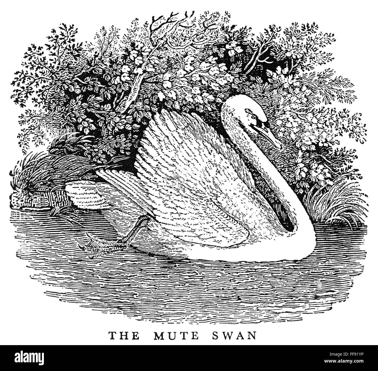 MUTE SWAN. /nWood engraving, 19th century Stock Photo - Alamy
