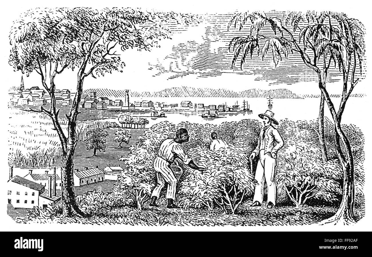 PLANTATION LIFE. /nWood engraving from an early 19th century American ...