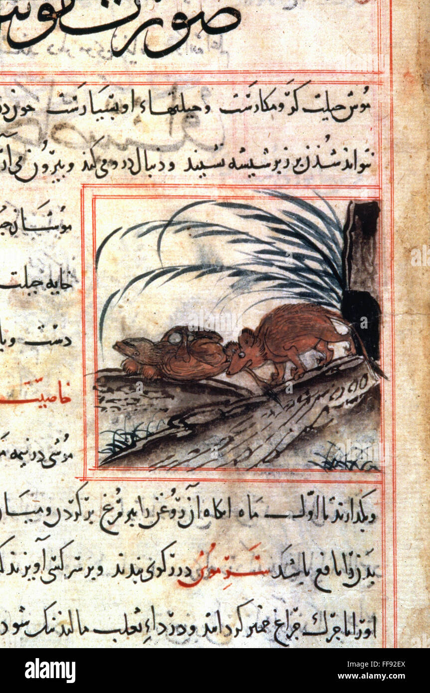PERSIAN MS: MICE /ntransporting an egg. Ms. illumination, 13th century ...