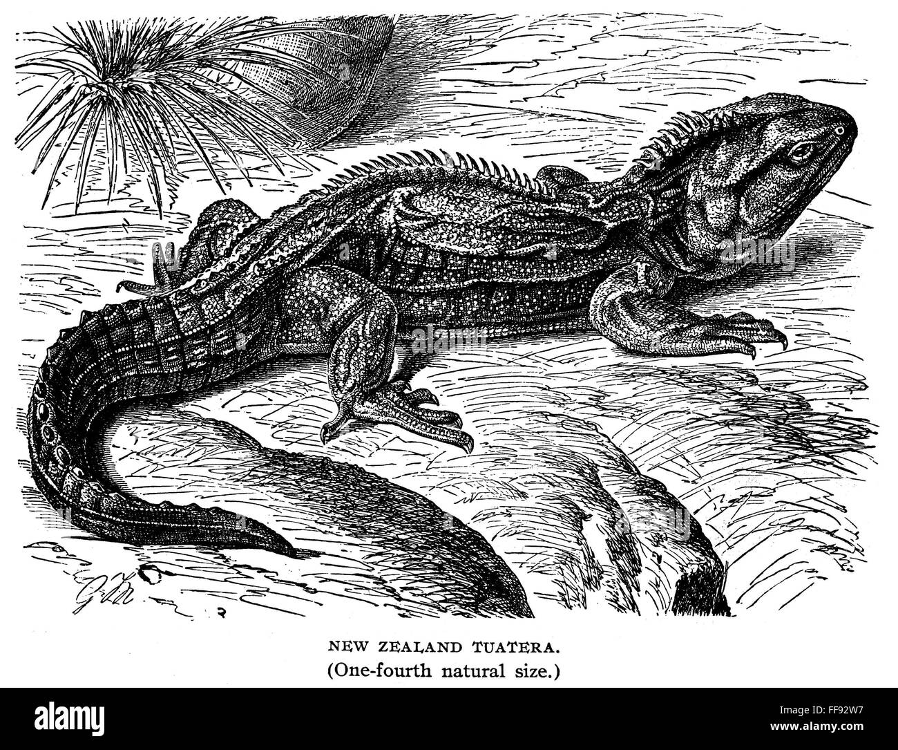 TUATERA LIZARD. /nThe tuatera lizard (Sphenodon punctatus) of New ...