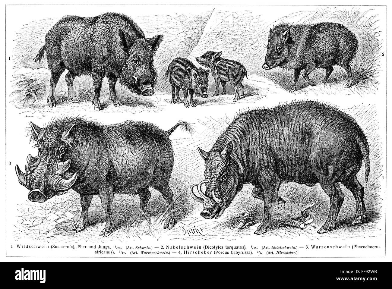 VARIETIES OF SWINE. /n1. Wild boar (Sus scrofa); 2. Collared peccary ...