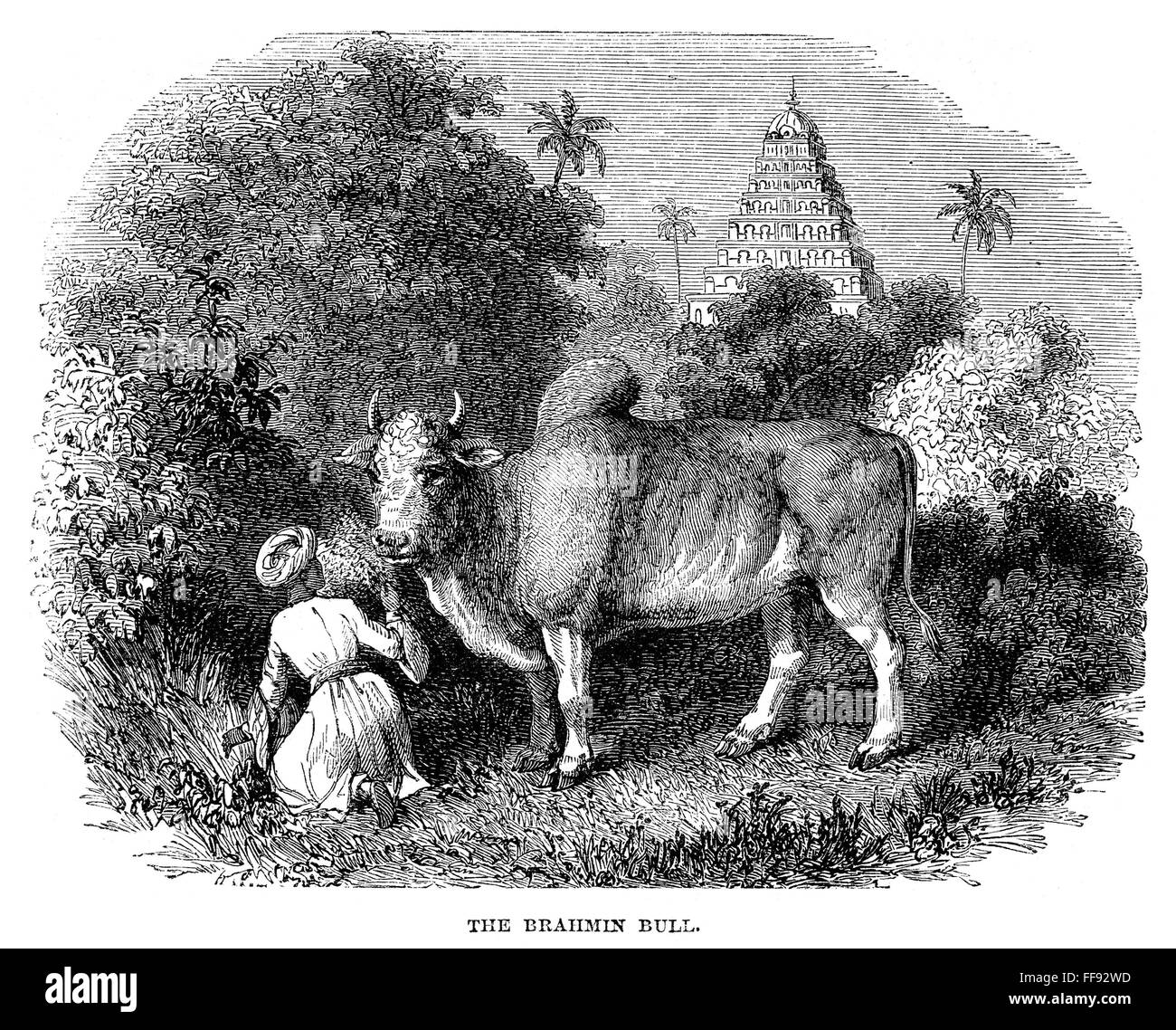 BRAHMIN BULL. /nThe zebu, or Brahmin bull (Bos indicus). Line engraving ...