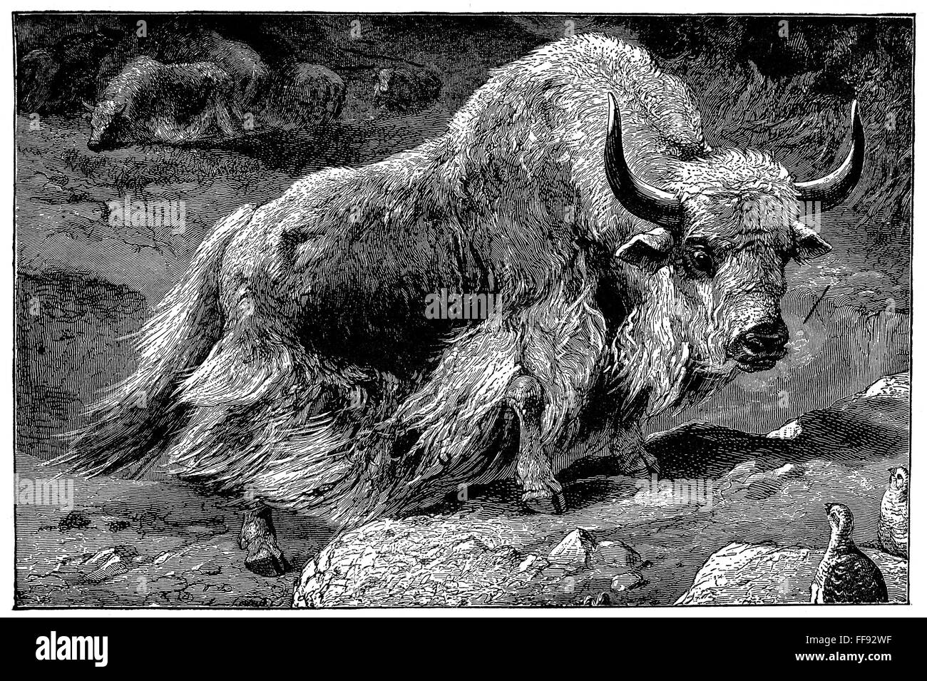 YAK. /nDomestic yak (Bos grunniens). Line engraving, American, c1899 ...