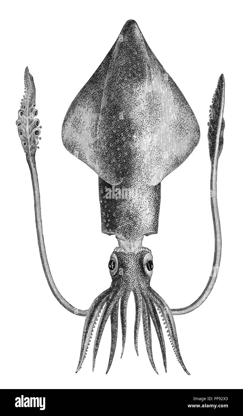 COMMON SQUID. /nLine engraving. Zoology: Mollusca Stock Photo - Alamy