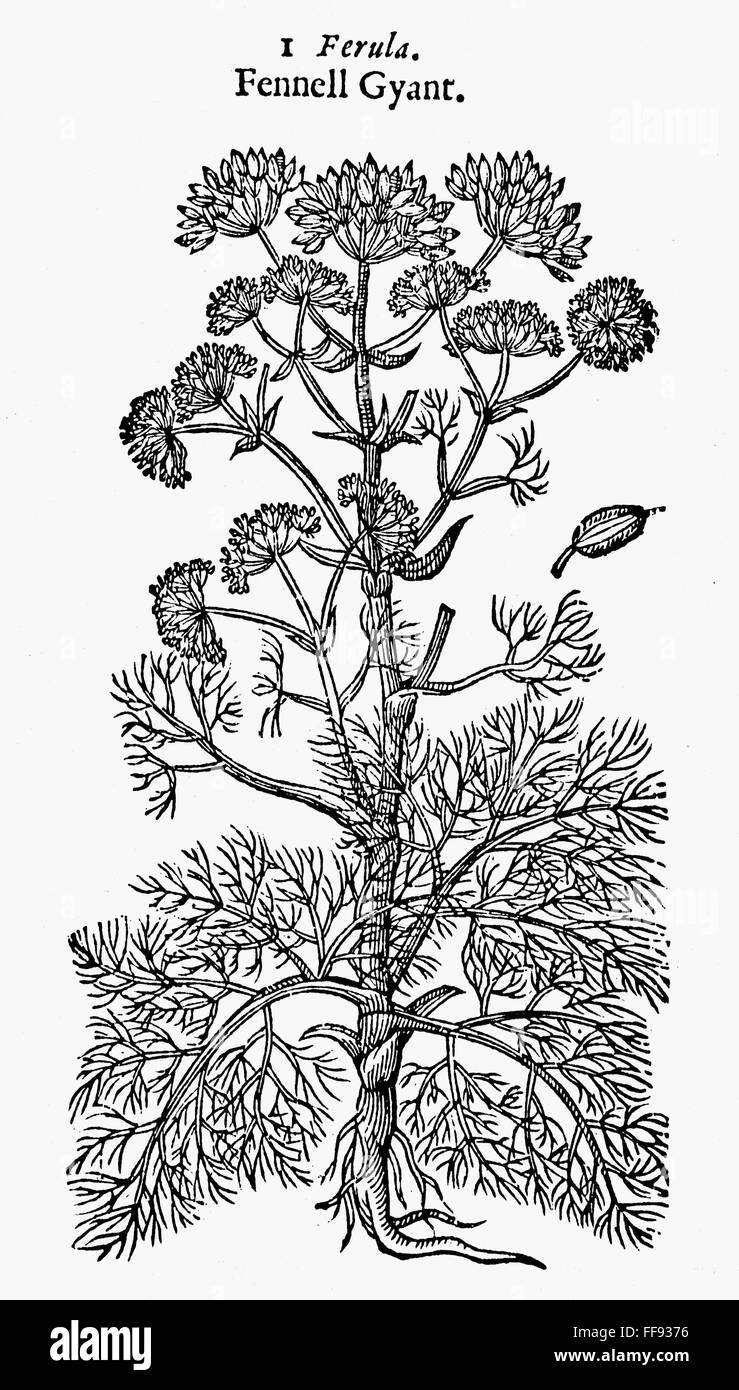 BOTANY: GIANT FENNEL, 1597. /nFerual persica, a source of asafetida ...