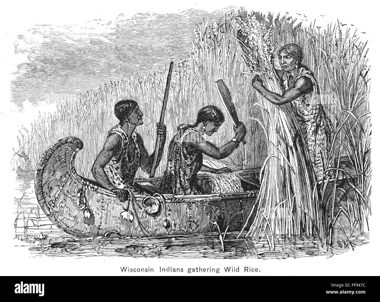 Native American Wild Rice History at Shelia Meyer blog