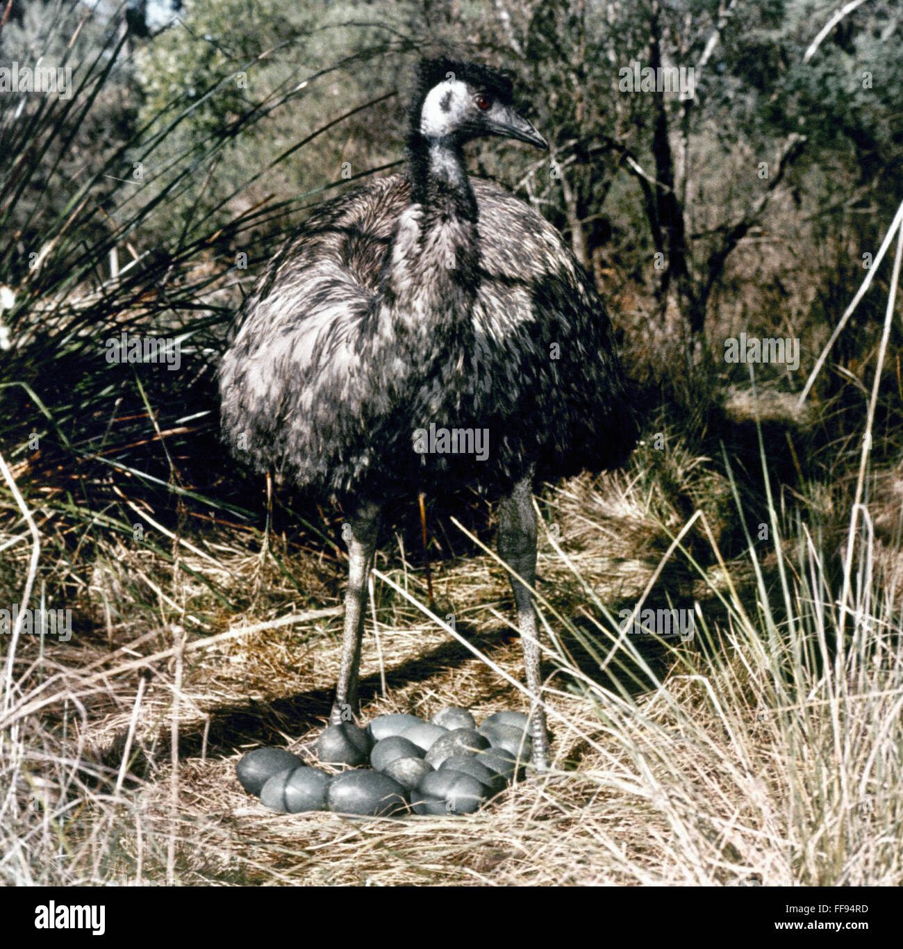 AUSTRALIAN EMU /nwith eggs at open nest Stock Photo - Alamy