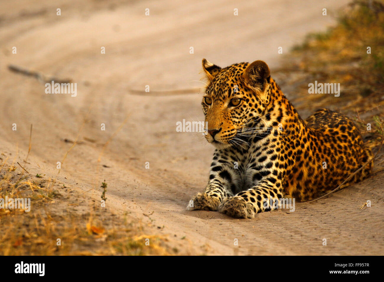 Also known as the hunting leopard hi-res stock photography and images ...