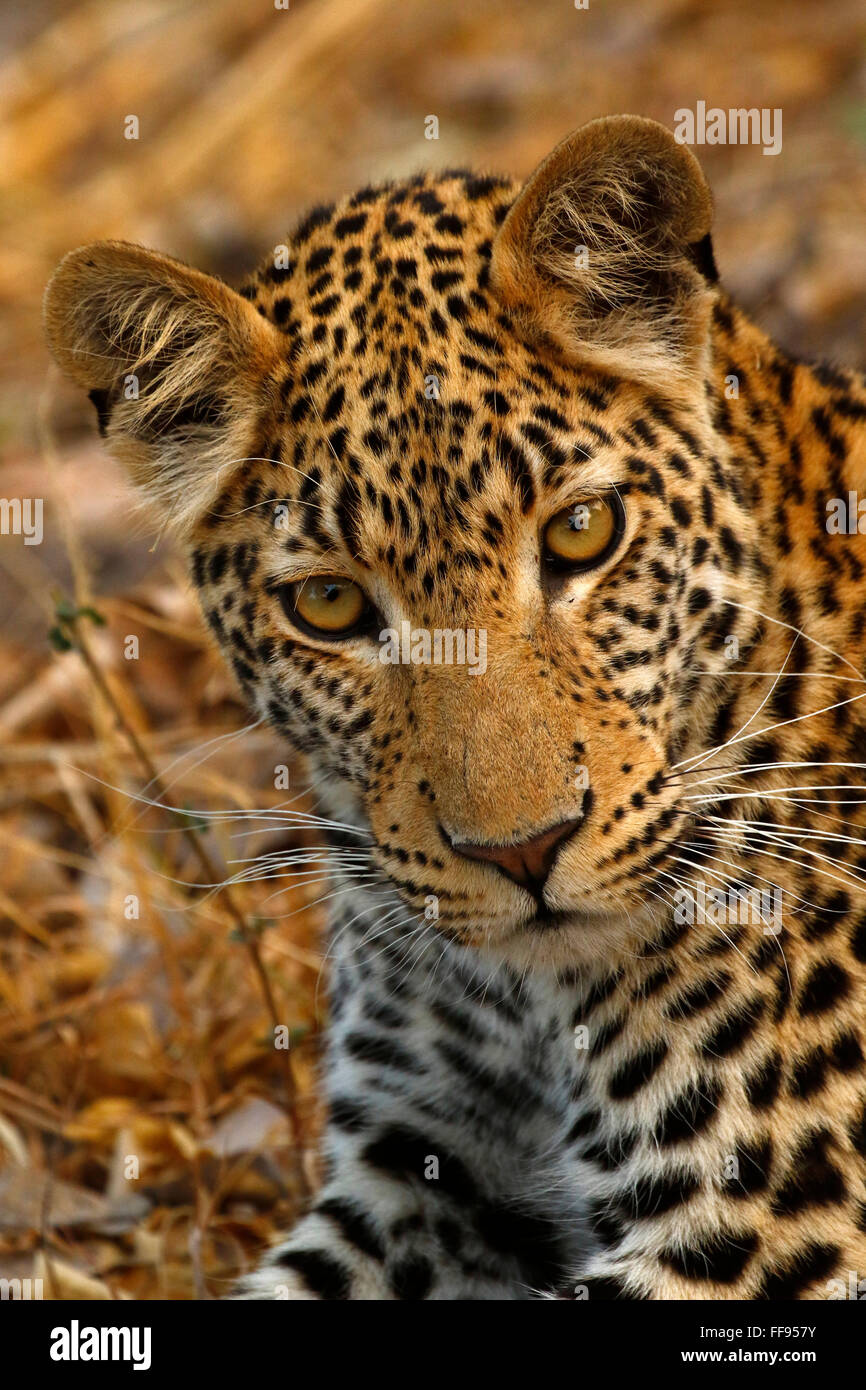 Leopards are agile and stealthy predators. They have massive skulls ...