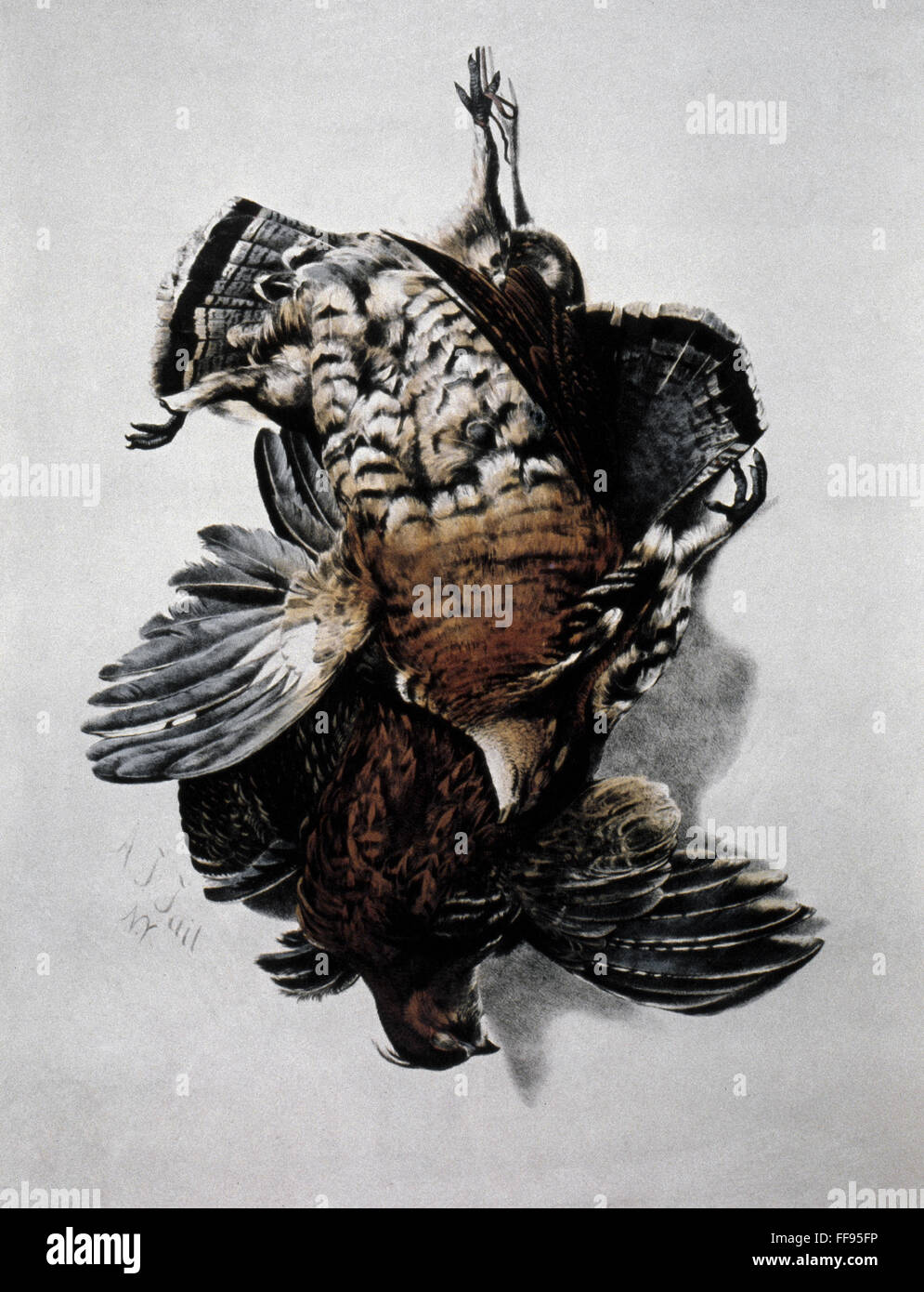 CURRIER: PARTRIDGE HUNTING. /nAmerican Feathered Game - Partridges ...