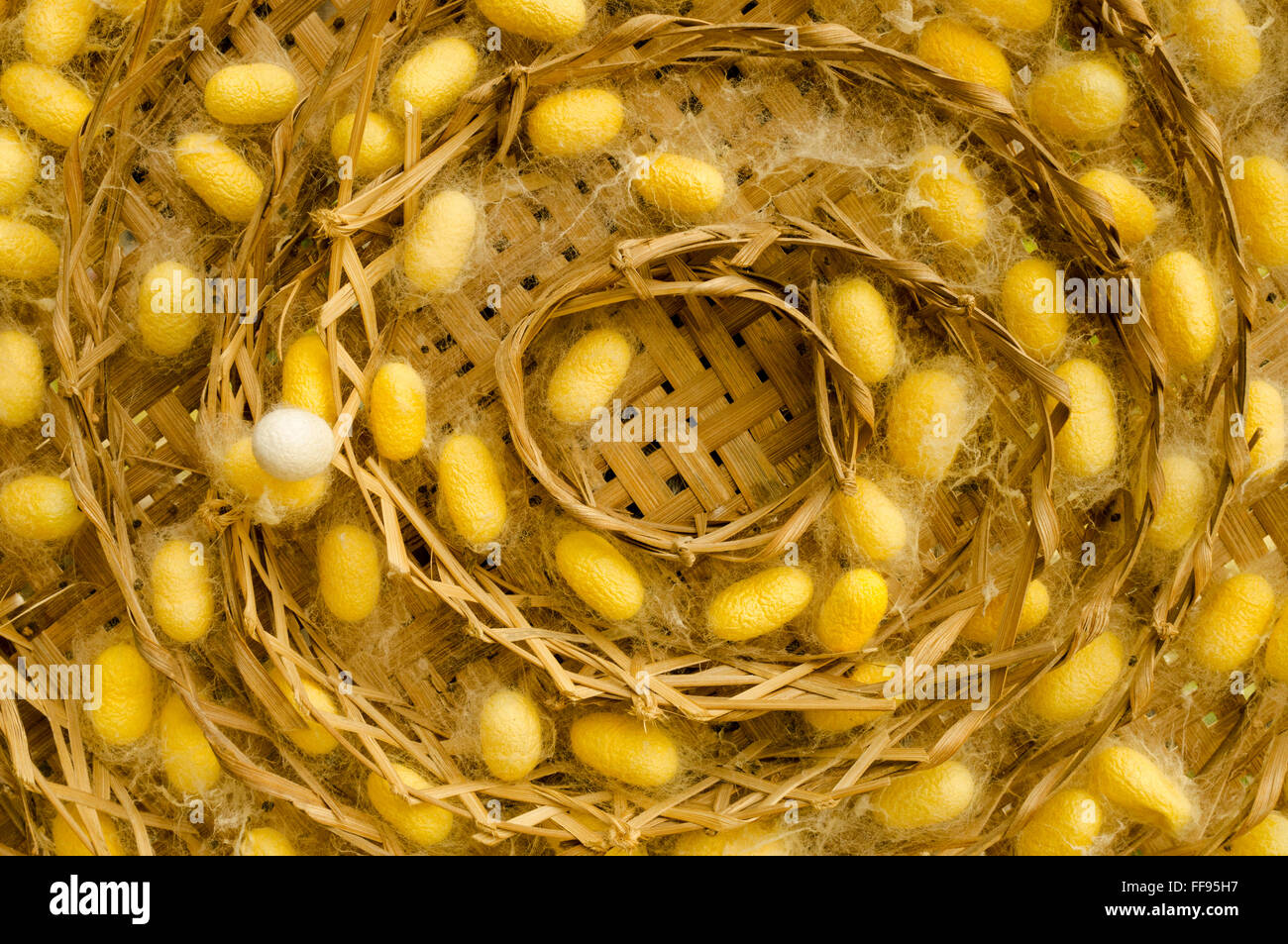 Yellow silkworm cocoon in nest on threshing basket Stock Photo - Alamy