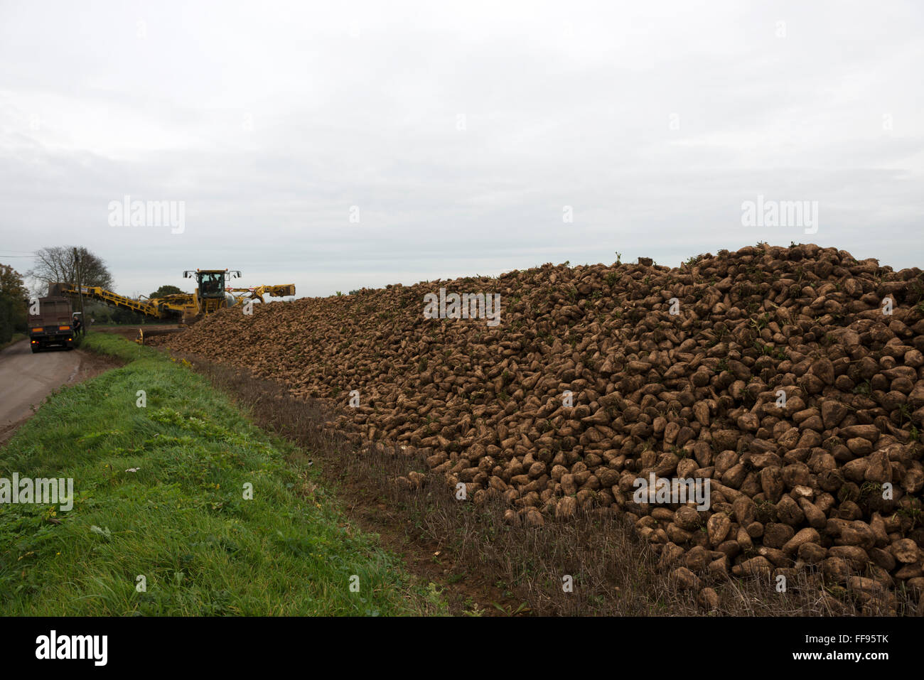 Sugar beet loaded onto lorry for transporting to British Sugar plant at ...