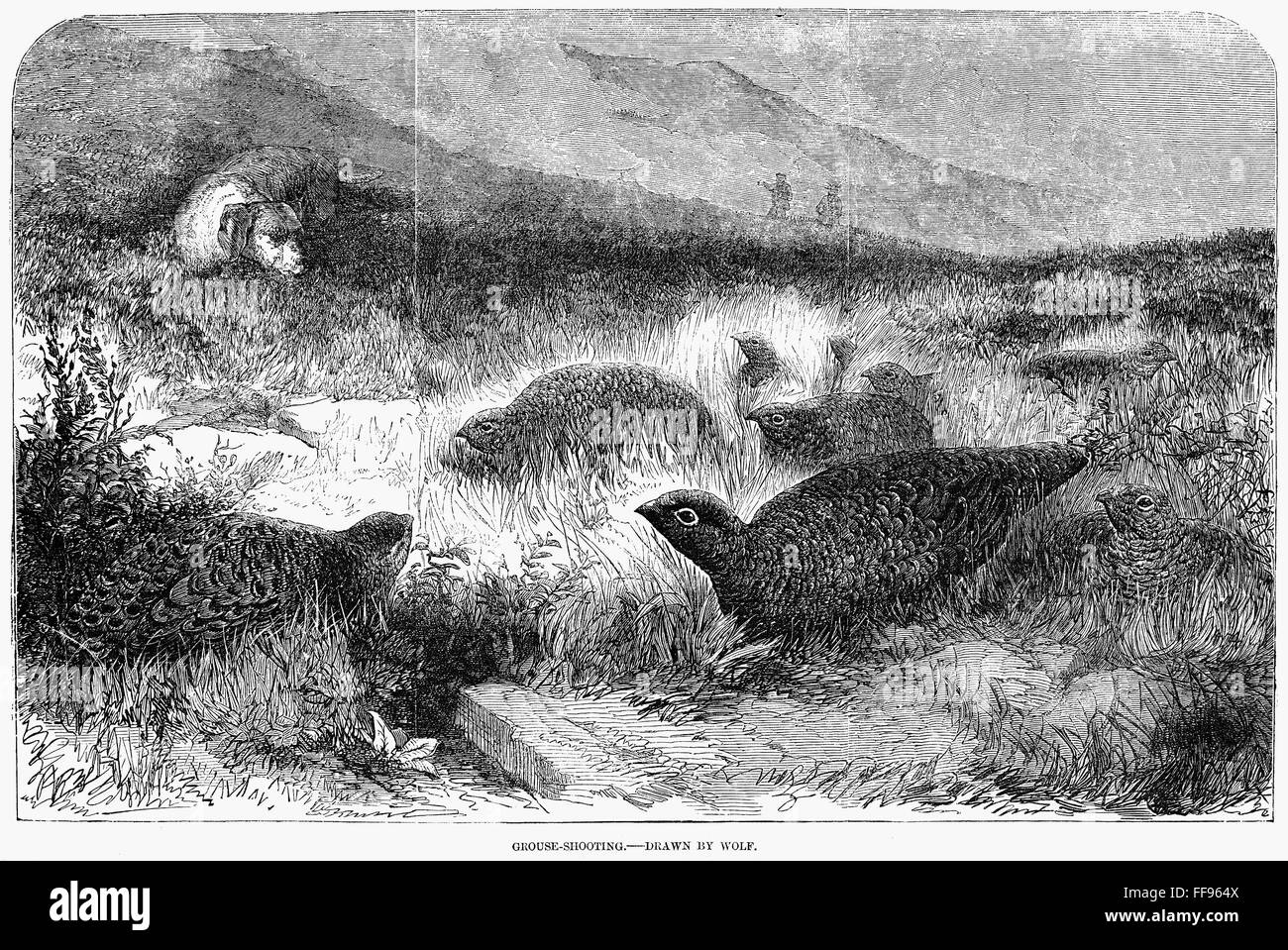 ENGLAND: GROUSE HUNTING. /nWood engraving, English, 1857 Stock Photo ...