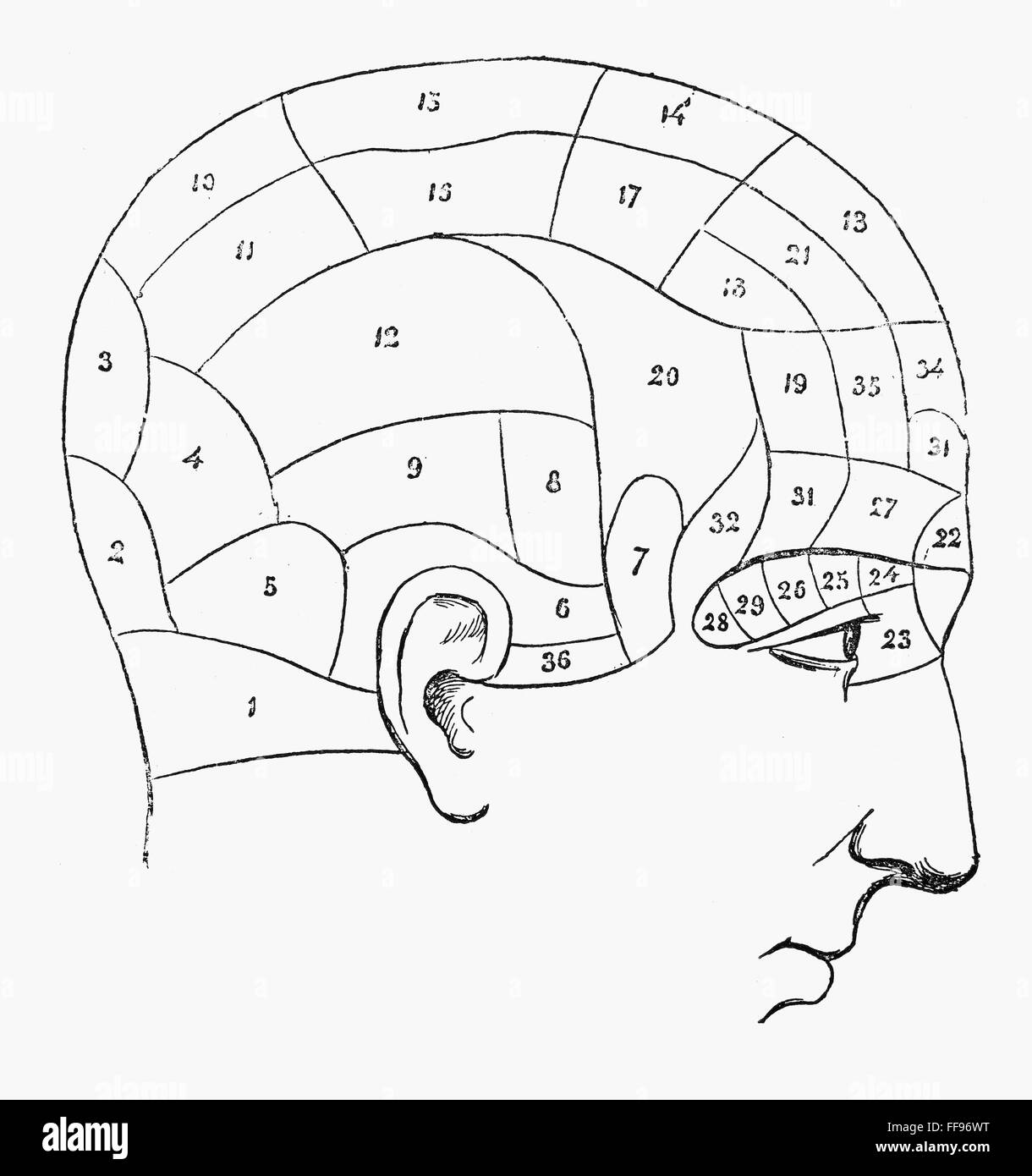 PHRENOLOGY, 19th CENTURY. /nFrench phrenological chart, 19th century ...