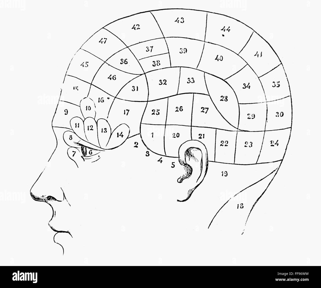 PHRENOLOGY, 19th CENTURY. /nA French phrenological chart, 19th century ...