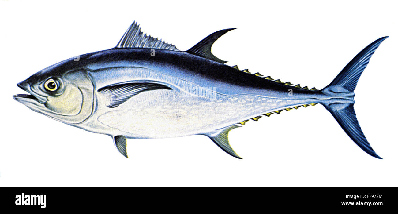 TUNA. /nA female bluefin tuna (Thunnus thynnus Stock Photo - Alamy