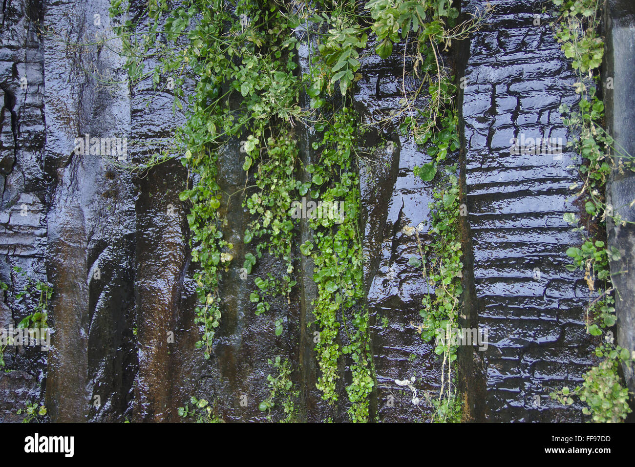 Dripping water and vegetation on basalt columns "Symphony of Stones" in ...