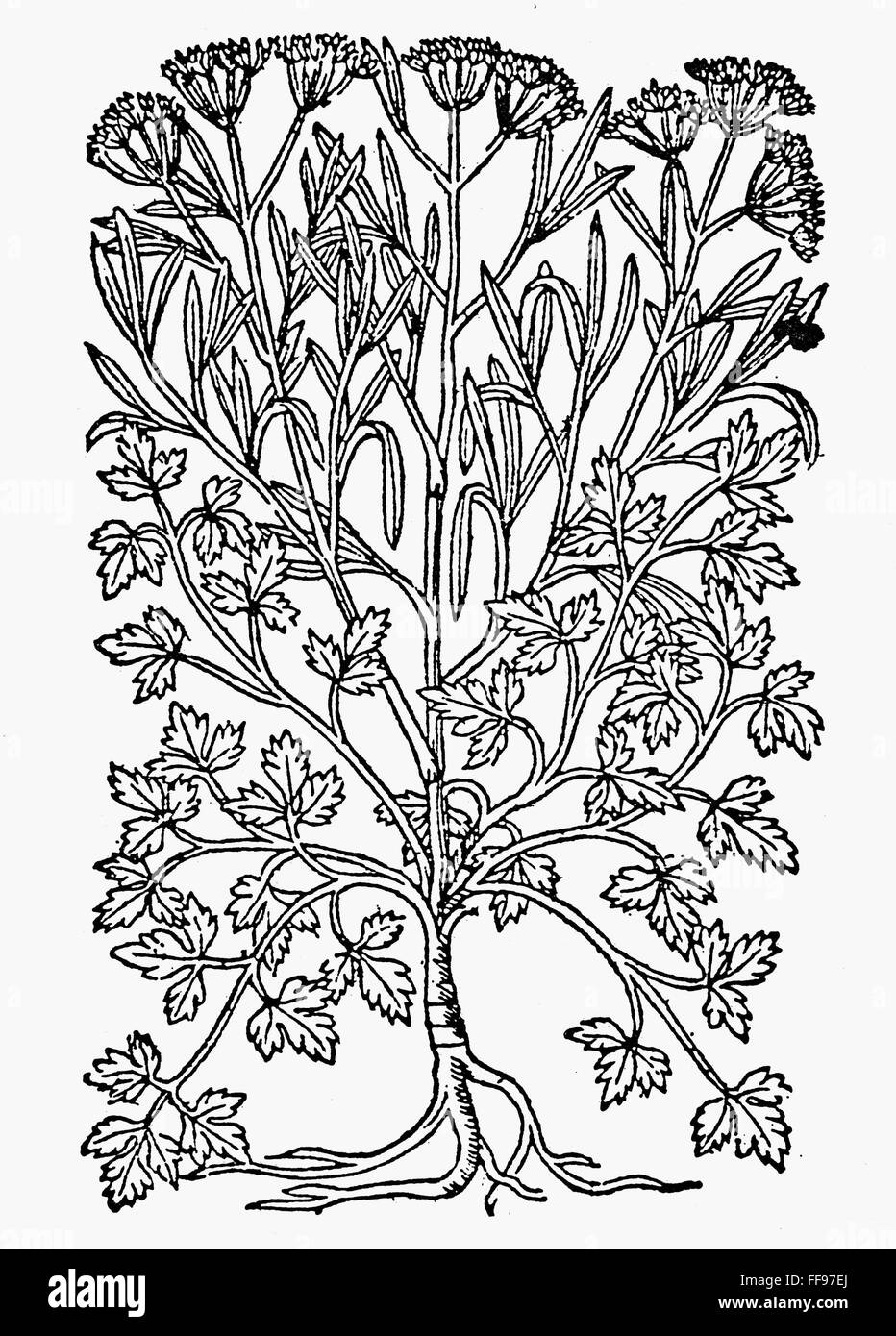 BOTANY: PARSLEY ROOT. /nCarum Petroselinum. Woodcut, 16th century Stock ...