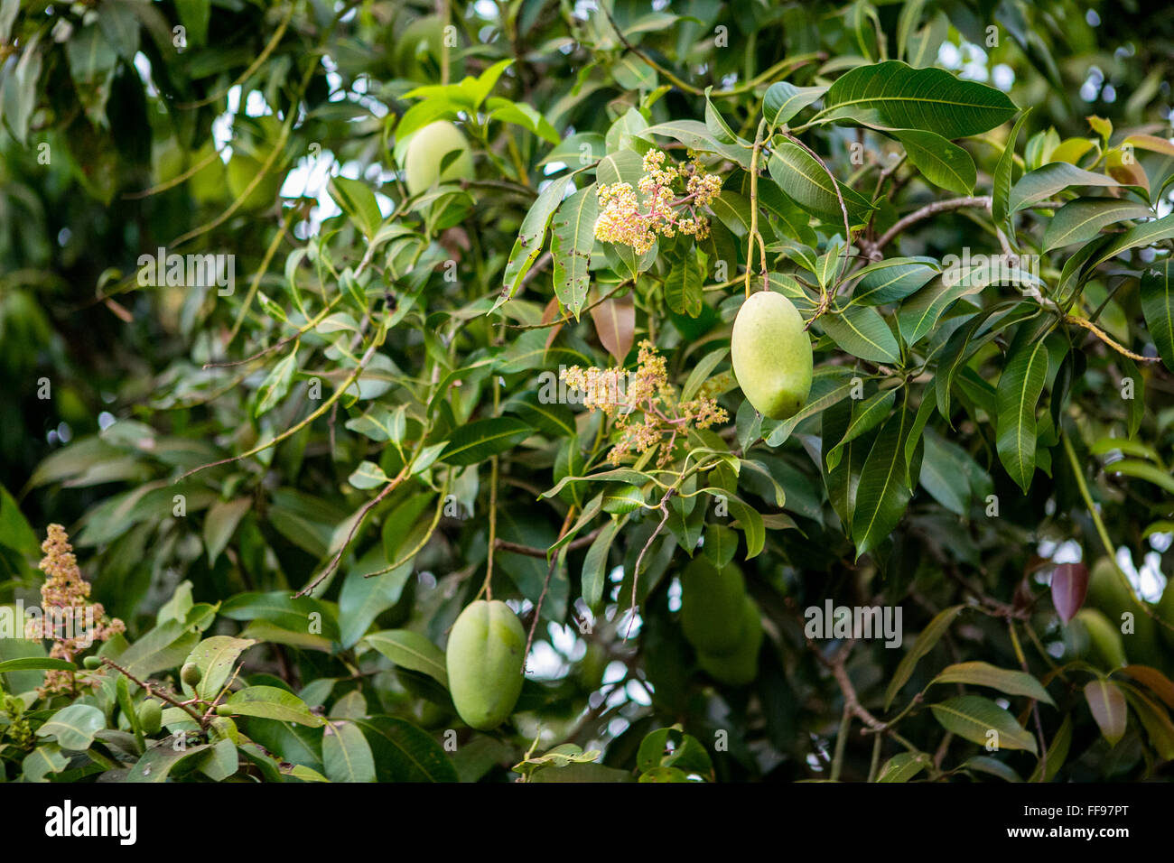Cambodian mangoes hi-res stock photography and images - Alamy