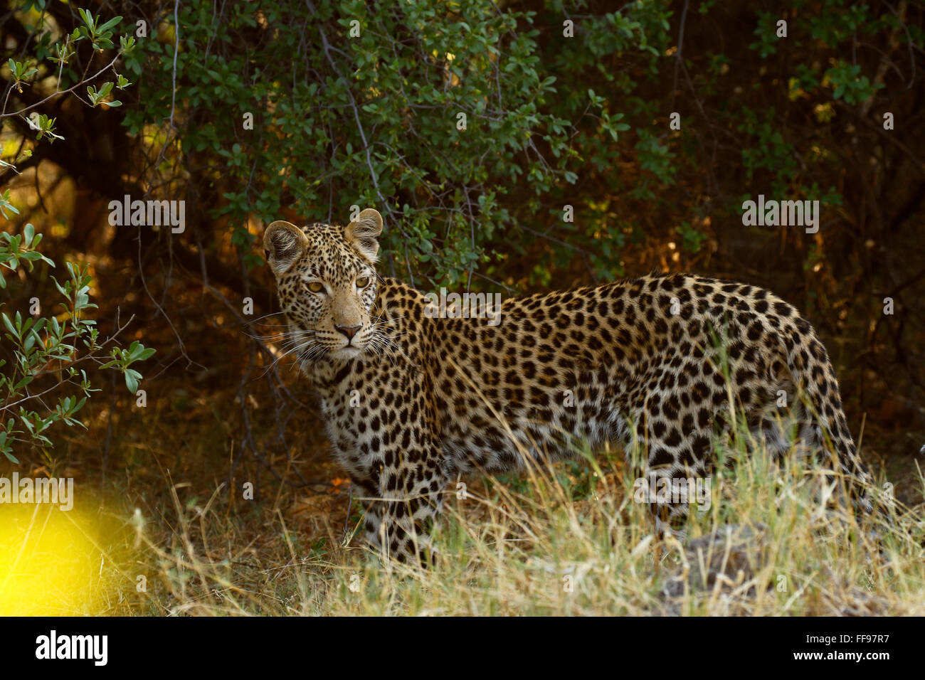 Leopards are agile and stealthy predators. They have massive skulls ...