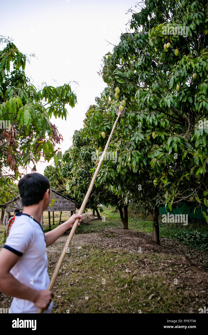 Khmer mango hi-res stock photography and images - Alamy