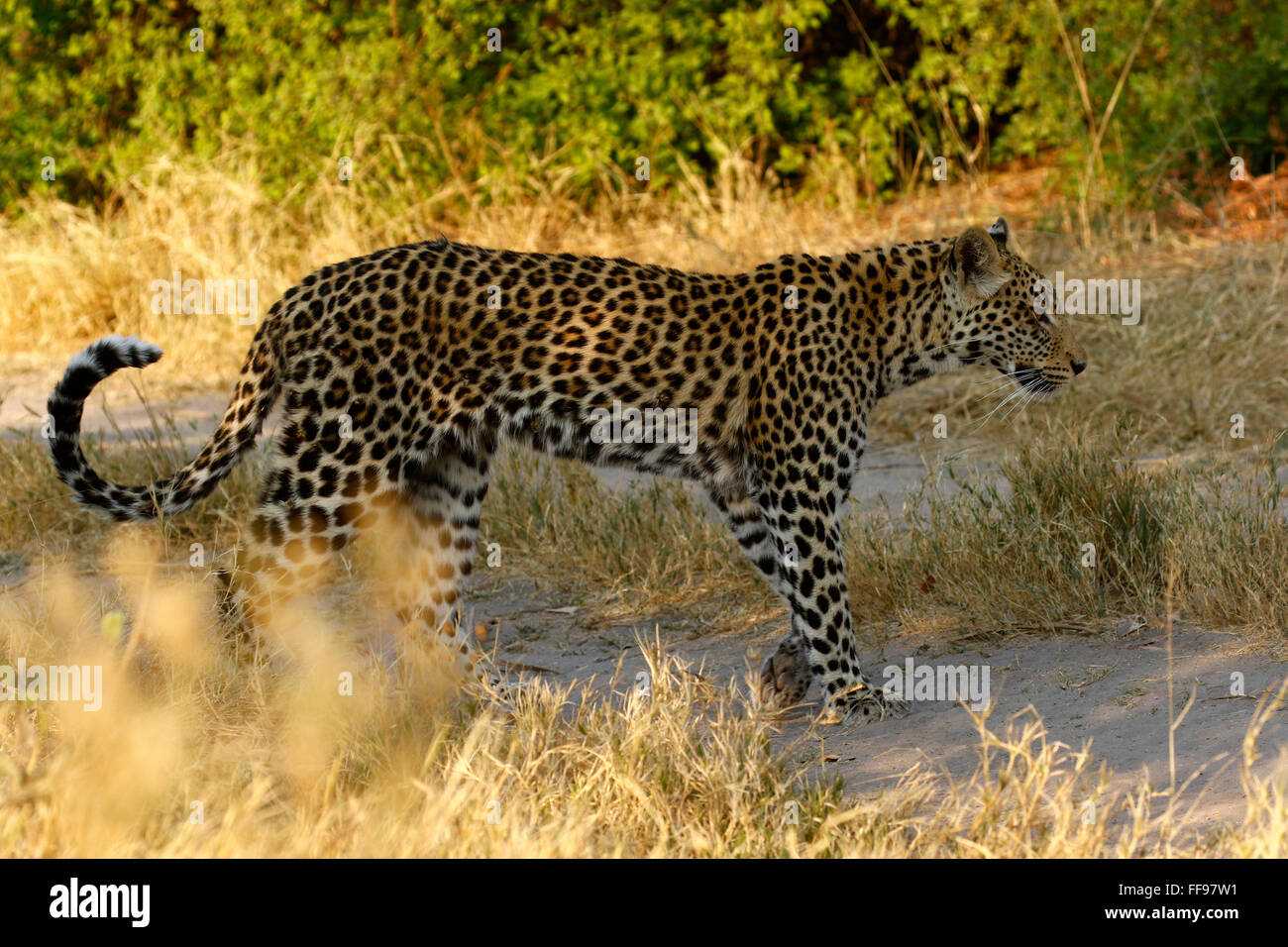Leopards are agile and stealthy predators. They have massive skulls ...