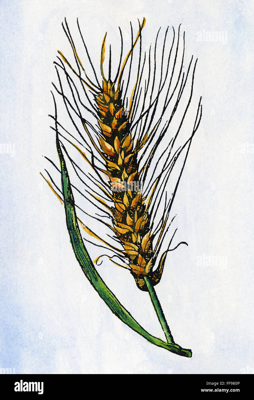 BOTANY: WHEAT, 1579. /nCommon Wheat (Triticum vulgare). Woodcut from ...